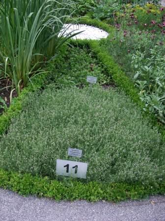 Linnaeus' floral clock on the island of Mainau | ScienceBlogs