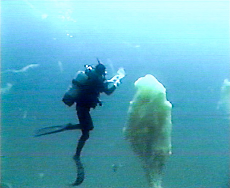 Giant Mucus Blobs Increasing | ScienceBlogs