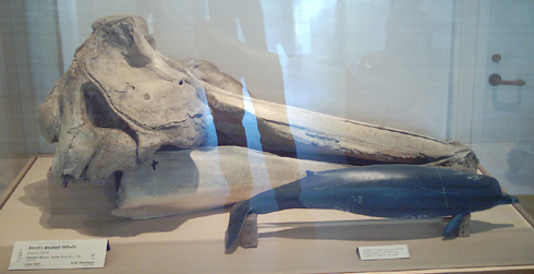 Skull of the Moore's Beach monster revealed! | ScienceBlogs