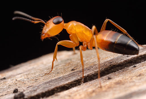 Strobe Ants | ScienceBlogs