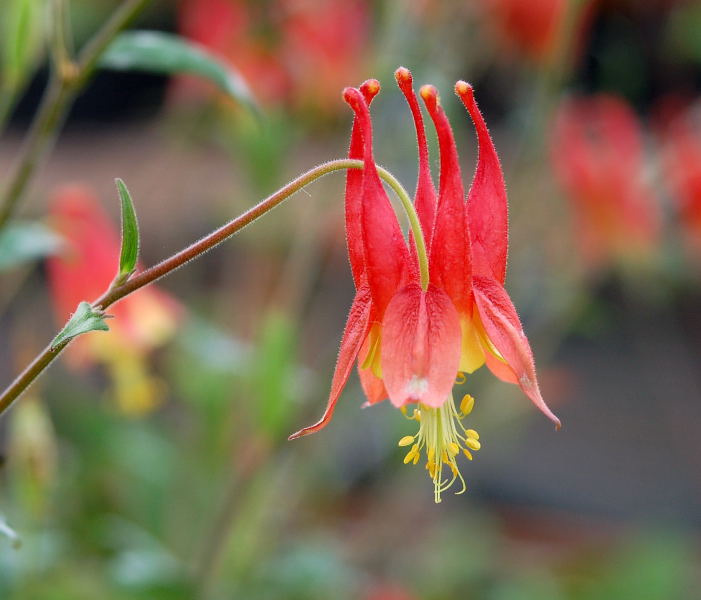 Botanical Wednesday: flowers for floodplains | ScienceBlogs