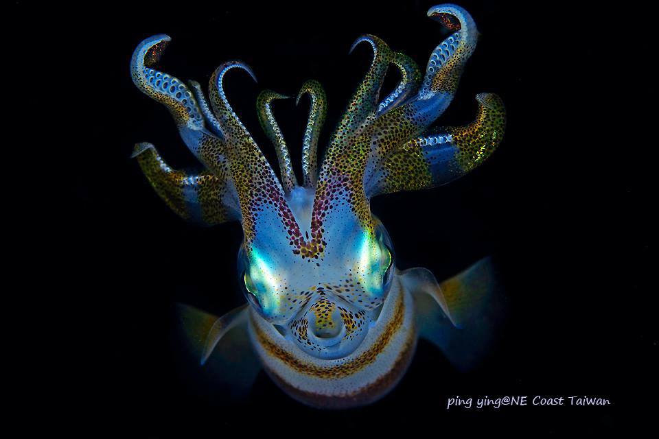 Friday Cephalopod: The Mothership has arrived! | ScienceBlogs