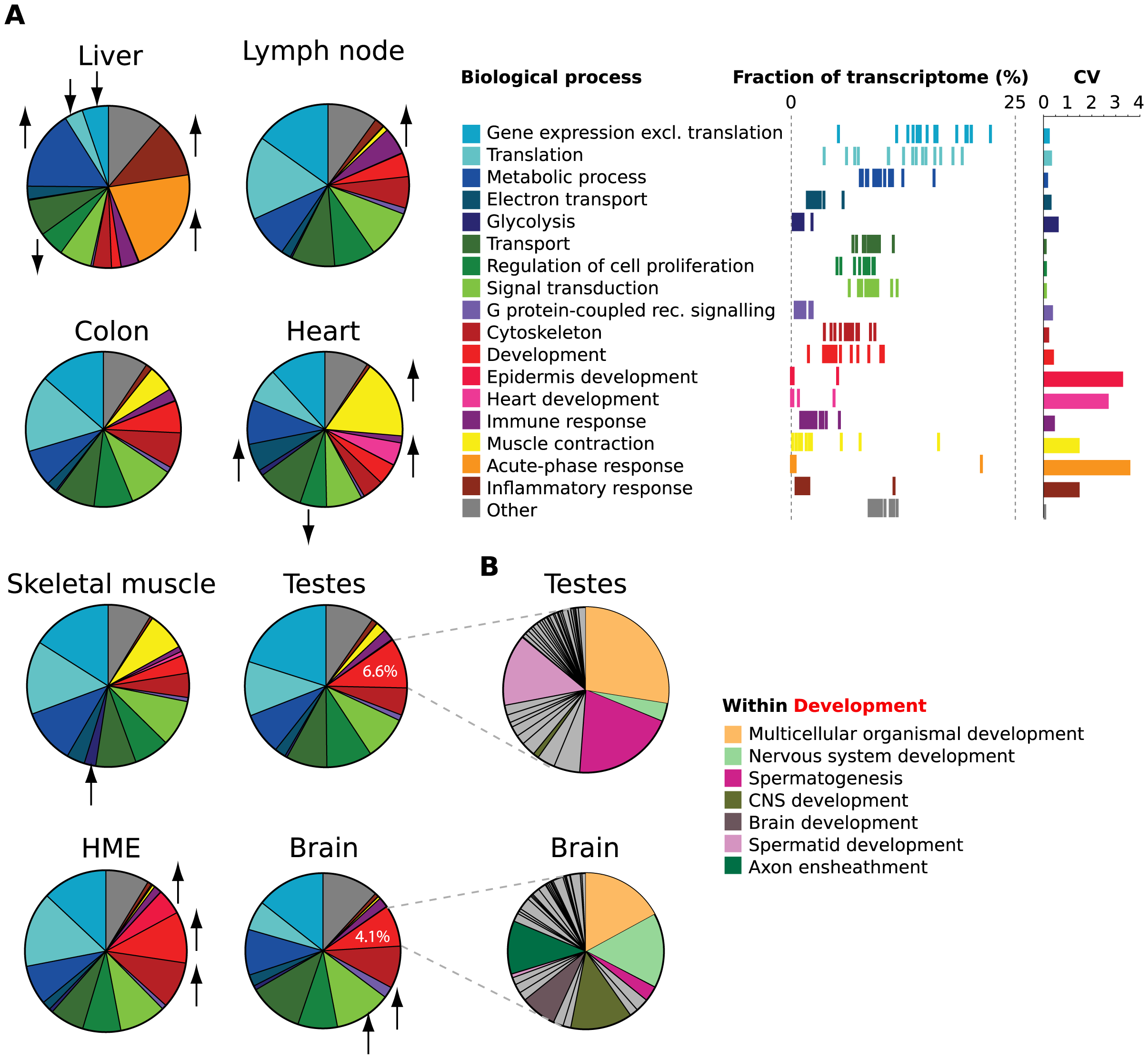 Why do all cells have the complete genome? | ScienceBlogs