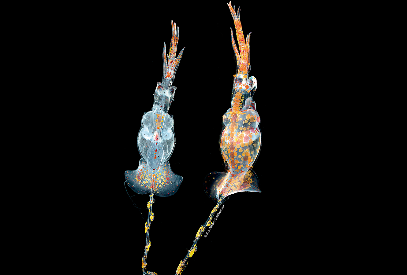 Friday Cephalopod: Planctoteuthis, I presume? | ScienceBlogs