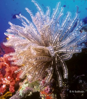 Getting to know crinoids through close-up photography | ScienceBlogs