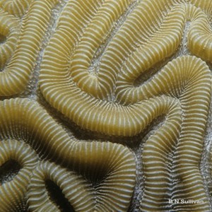 Scleractinian corals in many forms | ScienceBlogs