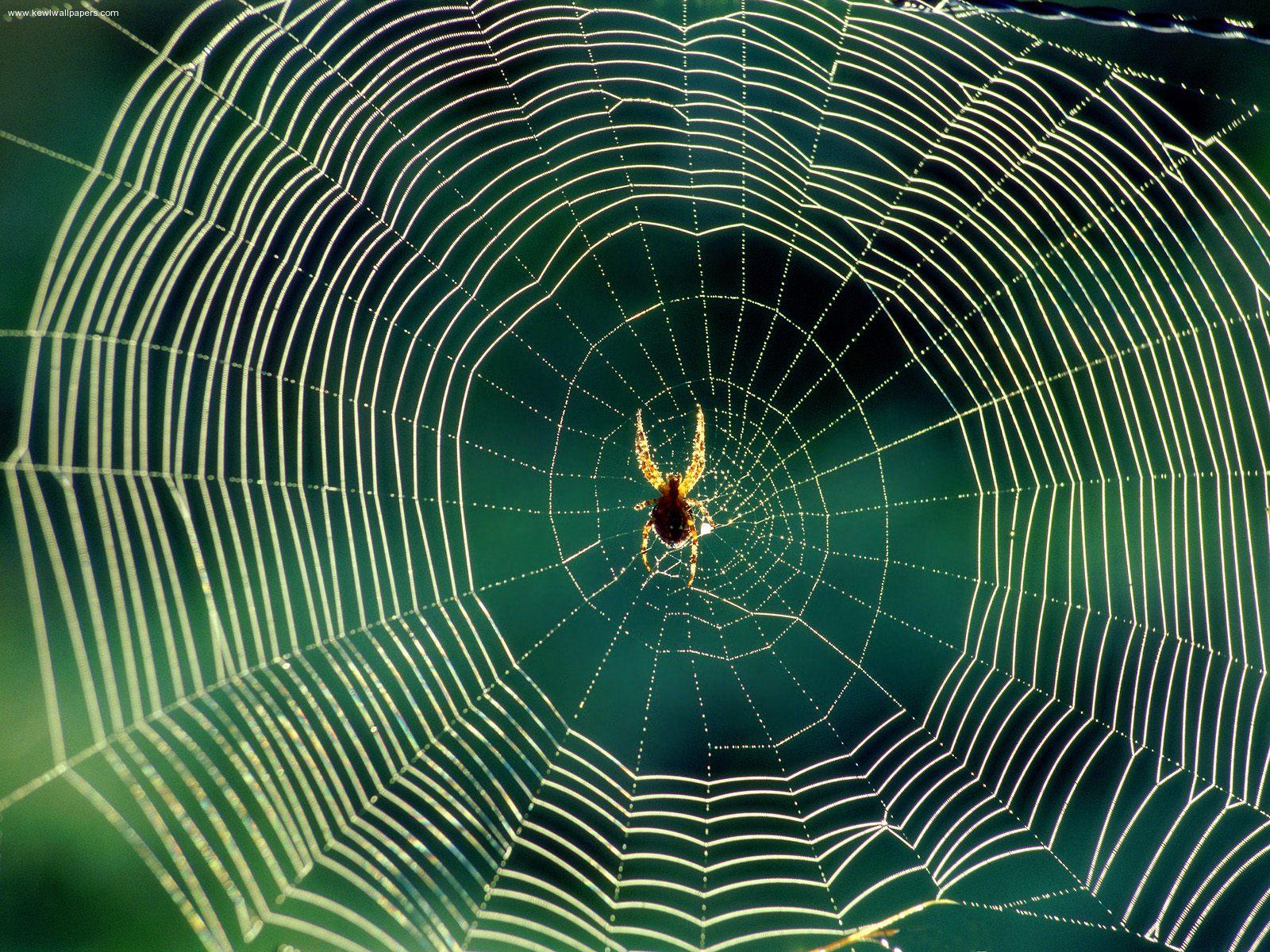 Weekend Diversion Spider Webs On Drugs ScienceBlogs