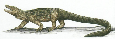 The small, recently extinct, island-dwelling crocodilians of the south ...