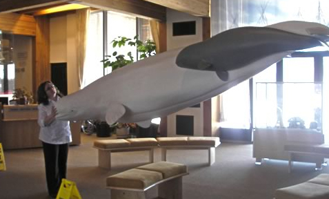 The first over-land migration of Canadian beluga | ScienceBlogs
