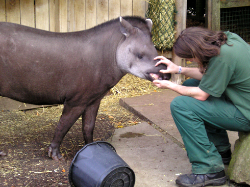 When tapirs don't attack, and when Meller's duck does | ScienceBlogs