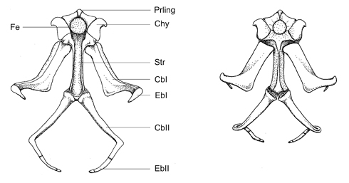 "Adaptation perfected" (possibly) in a turtle's head (matamatas part ...