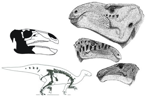 Goodbye super-inclusive Iguanodon, hello Mantellisaurus, Owenodon ...