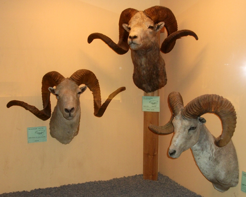 The many magnificent subspecies of Argali | ScienceBlogs