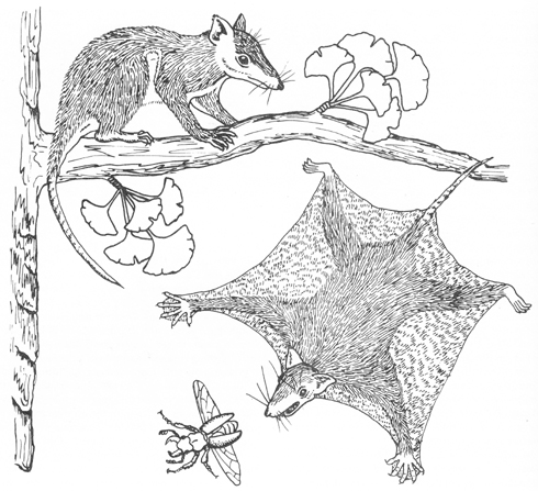 PROTOBATS: visualising the earliest stages of bat evolution | ScienceBlogs