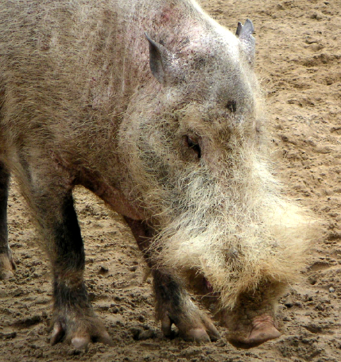 The bearded pigs | ScienceBlogs