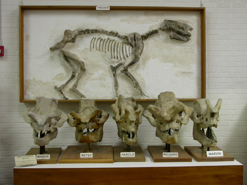 Snow White and the six perissodactyls | ScienceBlogs